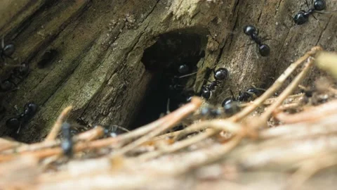 Silky ants (Formica Fusca) move on the n... | Stock Video | Pond5