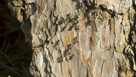Silky ants (Formica Fusca) move on the n... | Stock Video | Pond5