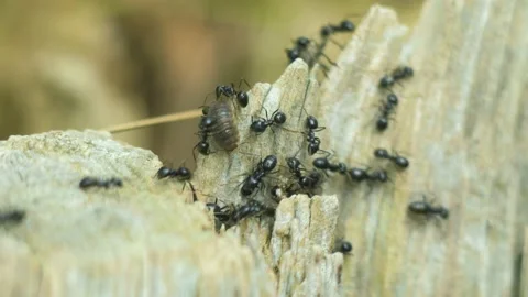 Silky ants (Formica Fusca) move on the n... | Stock Video | Pond5