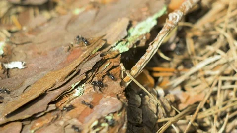 Silky ants (Formica Fusca) move on the n... | Stock Video | Pond5