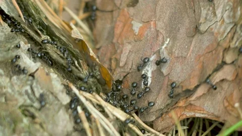 Silky ants (Formica Fusca) move on the n... | Stock Video | Pond5
