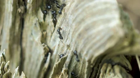 Silky ants (Formica Fusca) move on the n... | Stock Video | Pond5