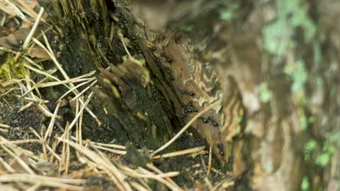 Silky ants (Formica Fusca) move on the n... | Stock Video | Pond5