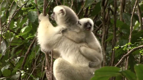 Bring Back Hanging Stock Videos – Royalty-Free HD & 4K Videos