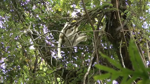 Bring Back Hanging Stock Videos – Royalty-Free HD & 4K Videos