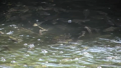 Silver barb fish in farm. | Stock Video | Pond5