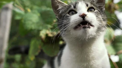 Cats Meowing Sounds Stock Videos – Royalty-Free HD & 4K Videos | Pond5