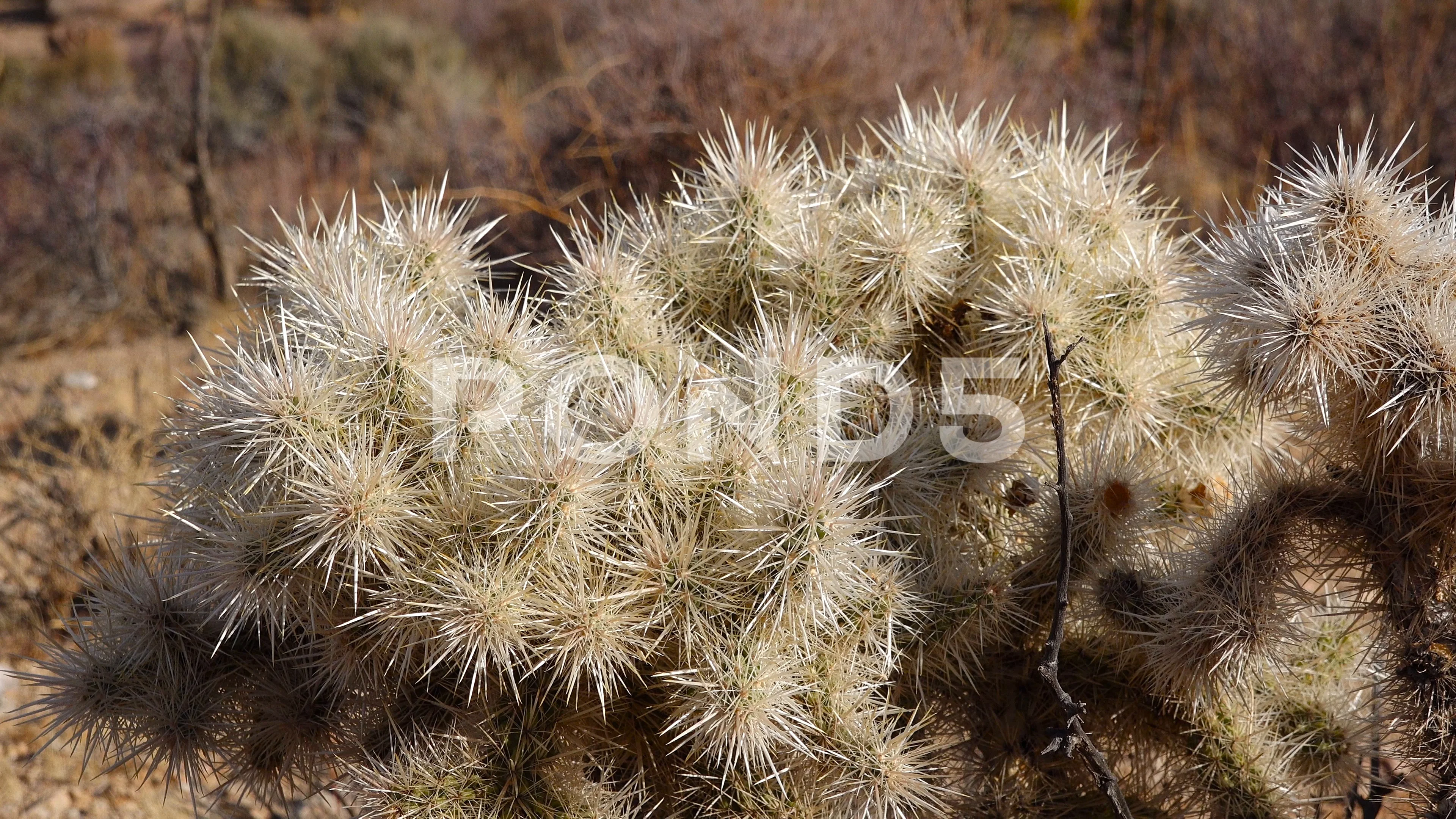 Cholla Cactus Injury