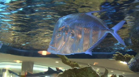 Silver Flat Fish | Stock Video | Pond5