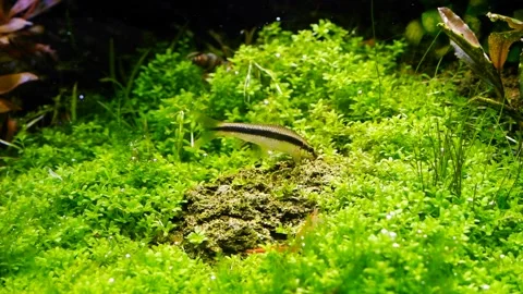 silver flying fox, active algae eater cl... | Stock Video | Pond5