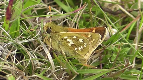 Skipper Butterfly Stock Videos – Royalty-Free HD & 4K Videos