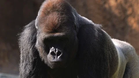 silverback gorilla walking and flaring n... | Stock Video | Pond5