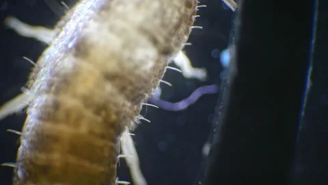 A silverfish insect magnified under a mi... | Stock Video | Pond5