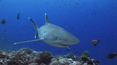 Silvertip Shark appears from behind a C... | Stock Video | Pond5