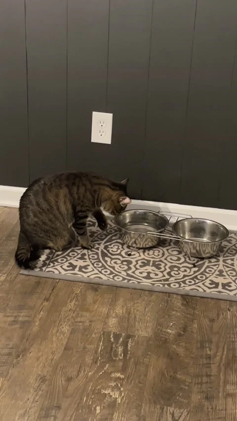 Cat Drinking Waterweird Stock Videos – Royalty-Free HD & 4K Videos