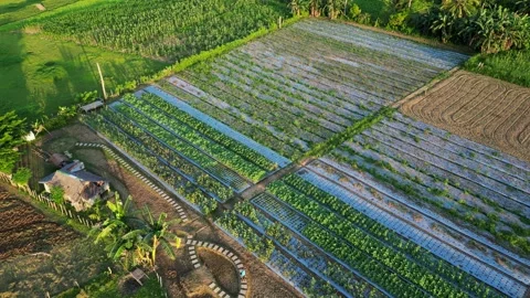 Simple asian farm with many crops, cinem... | Stock Video | Pond5