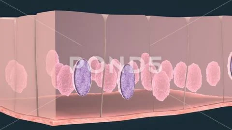 Simple columnar epithelium is a single layer of columnar epithelial ...