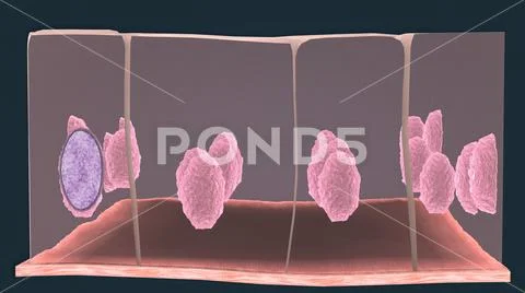 Simple columnar epithelium is a single layer of columnar epithelial ...