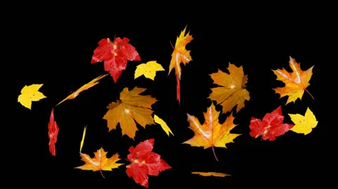 Simple leaves falling (PNG + alpha) | Stock Video | Pond5