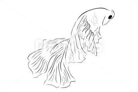 Simple Outline Vector Betta or siamese fighting fish, Giant Half Moon ...