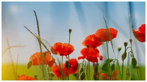 Simple slideshow of 50 photos ~ After Effects #65463720