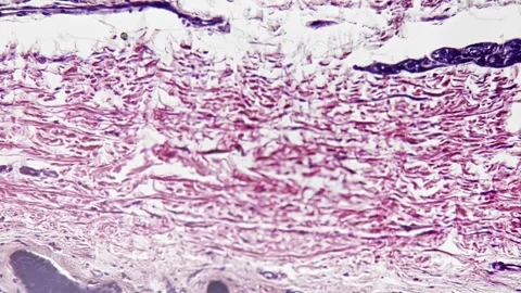 Simple squamous epithelium of human bein... | Stock Video | Pond5