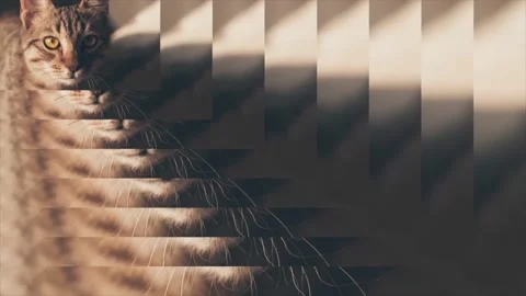 Simple Transitions for After Effects ~ After Effects #237738647