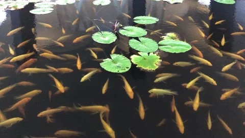 Lily Koti Stock Videos – Royalty-Free HD & 4K Videos