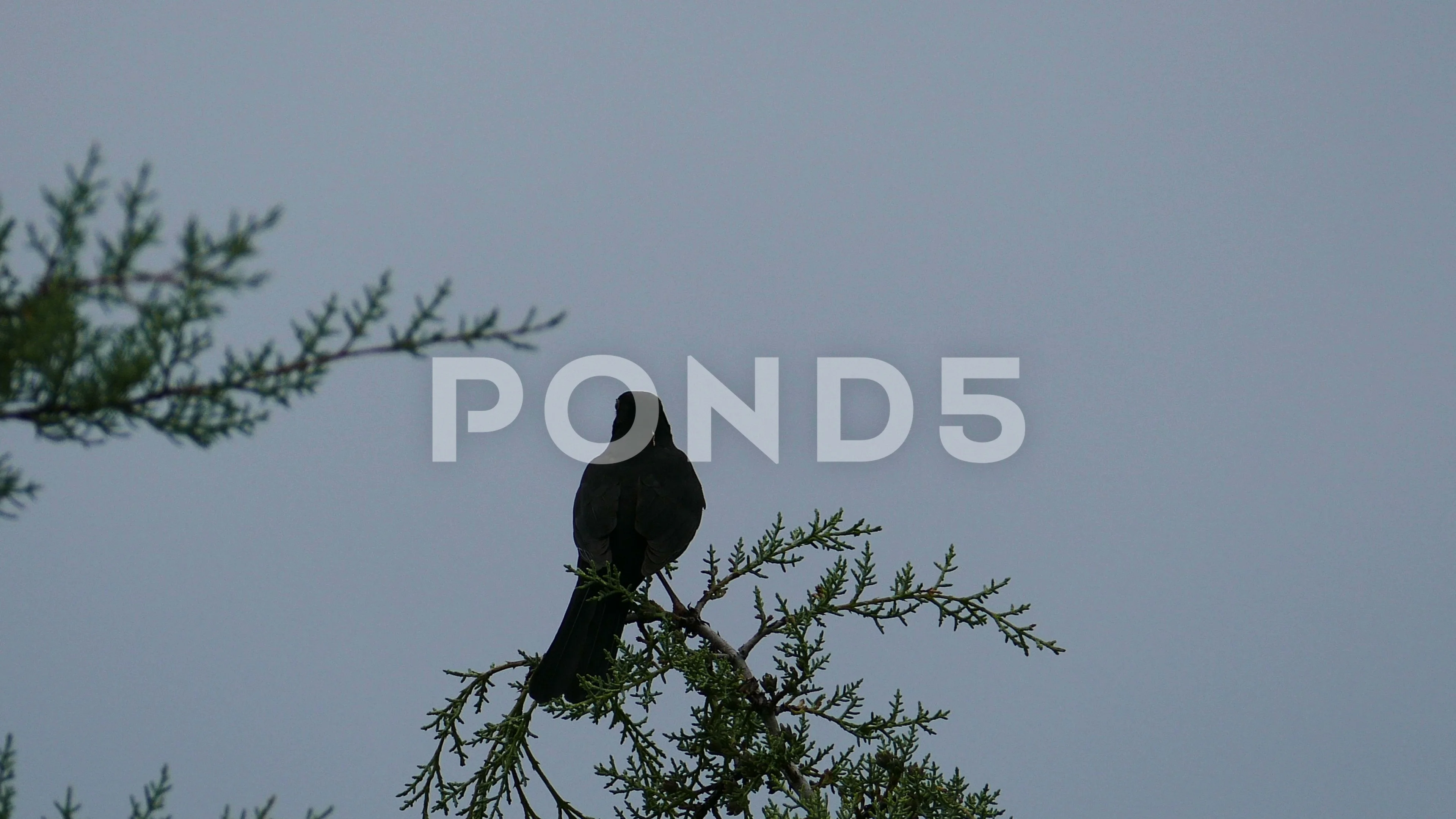 Black Thrush Bird