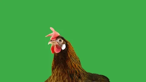 singing chicken on a green screen | Stock Video | Pond5