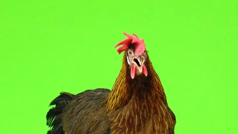Chicken Green Screen Stock Footage ~ Royalty Free Stock Videos | Pond5