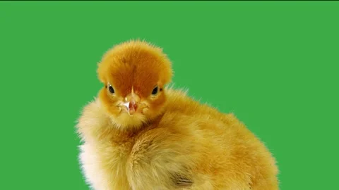 singing chicken on a green screen | Stock Video | Pond5