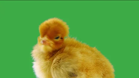 singing chicken on a green screen | Stock Video | Pond5