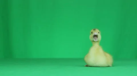 singing duck on a green screen | Stock Video | Pond5