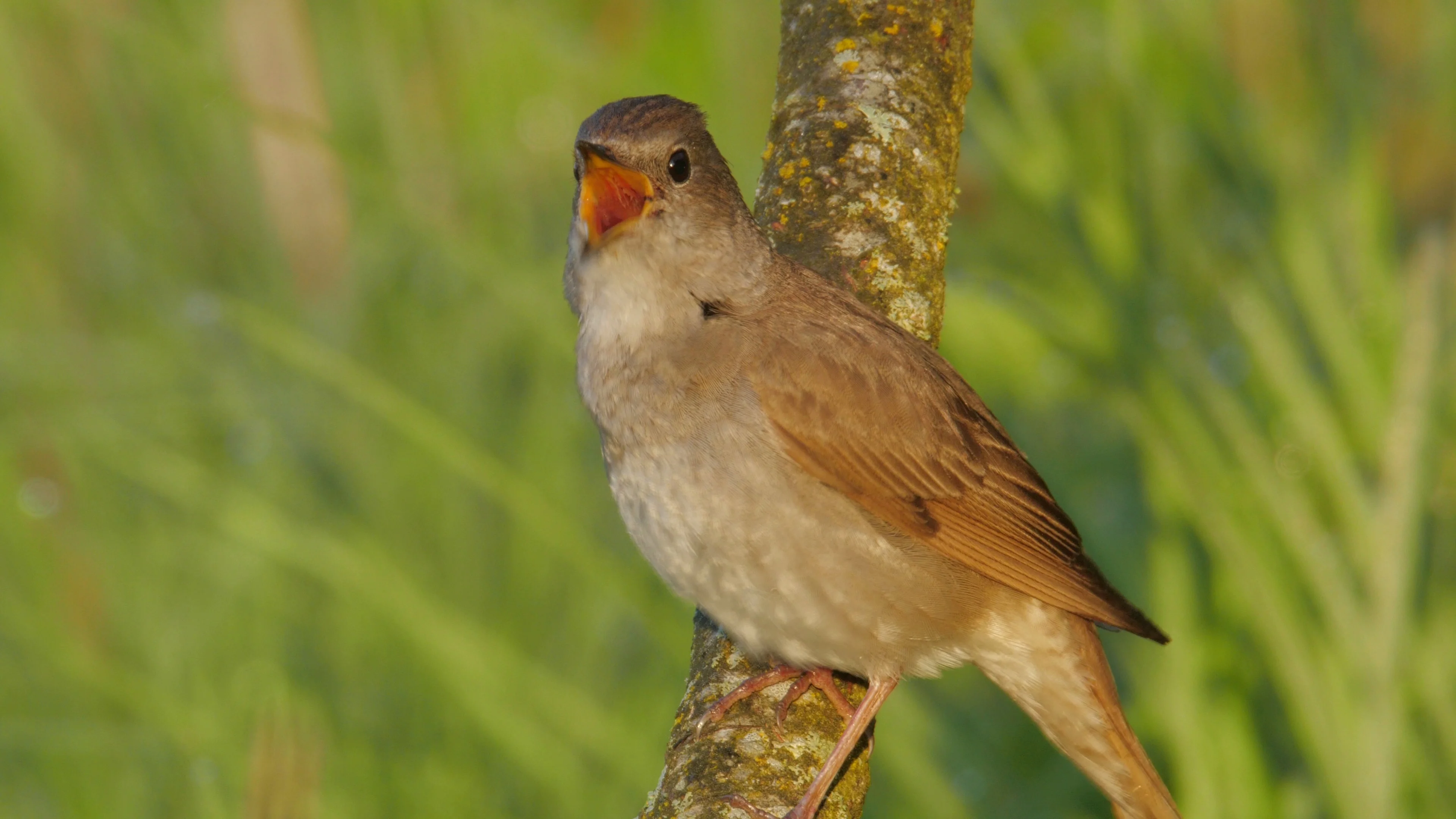 Nightingale Bird Singing