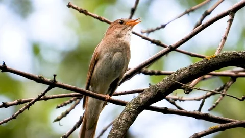 singing nightingale on a tree branch, so... | Stock Video | Pond5