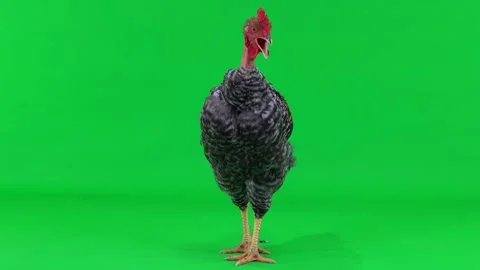 Rooster Green Screen Stock Footage ~ Royalty Free Stock Videos | Pond5