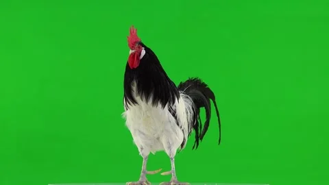 Rooster Green Screen Stock Footage ~ Royalty Free Stock Videos | Pond5