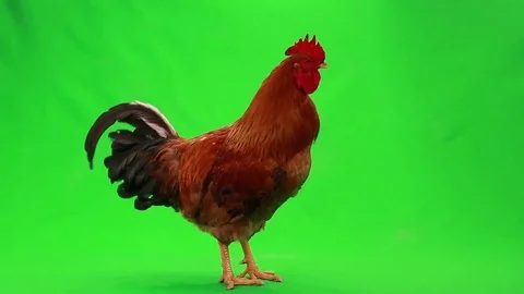 the singing rooster on green screen, stu... | Stock Video | Pond5