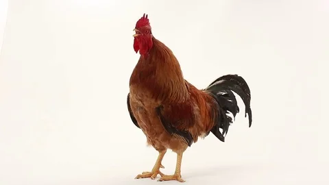 Singing Rooster Stock Videos – Royalty-Free HD & 4K Videos