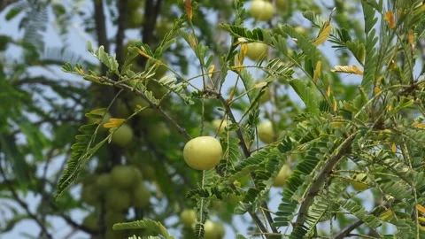 single amla fruit isolated on amla tree ... | Stock Video | Pond5