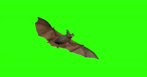 Single Bat Animation 4k Green Screen Loo... | Stock Video | Pond5