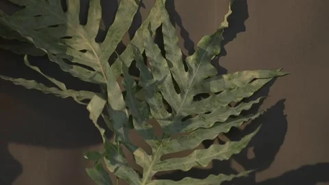 Casting Star Stock Videos – Royalty-Free HD & 4K Videos