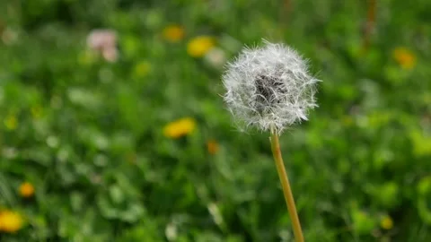 The Puff In Wind Stock Video Footage | Royalty Free The Puff In Wind ...