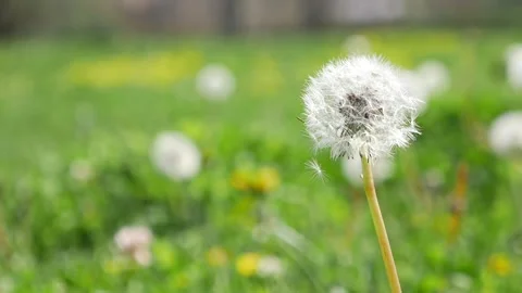 From Puff On Wind Stock Footage ~ Royalty Free Stock Videos | Pond5