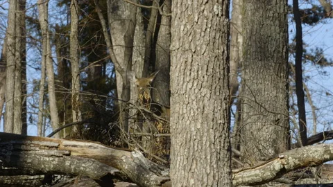 Single White Femaleing Stock Videos – Royalty-Free HD & 4K Videos | Pond5