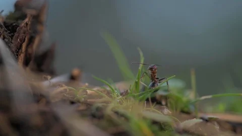 Single fire ant defense posture | Stock Video | Pond5