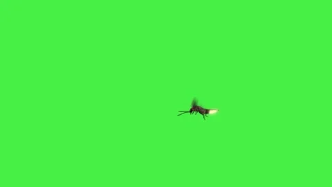 Single Firefly Flying Green Screen | Stock Video | Pond5