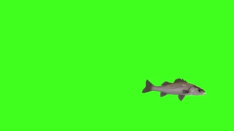 Single Fish Swim Green Screen Video, 3D ... | Stock Video | Pond5