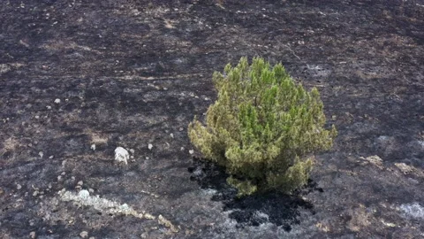 Single Green Tree on a post Forest fire ... | Stock Video | Pond5